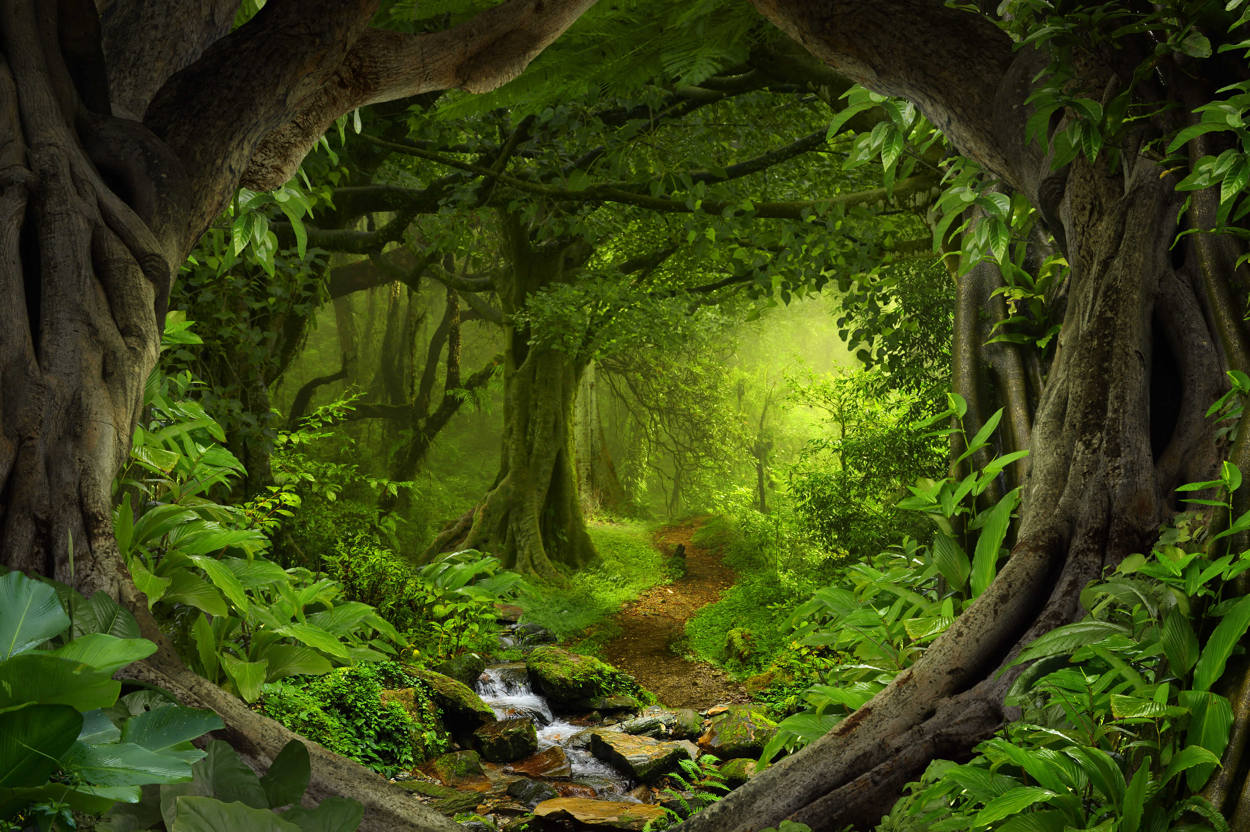 See the Forest beyond the Trees – OYLA India