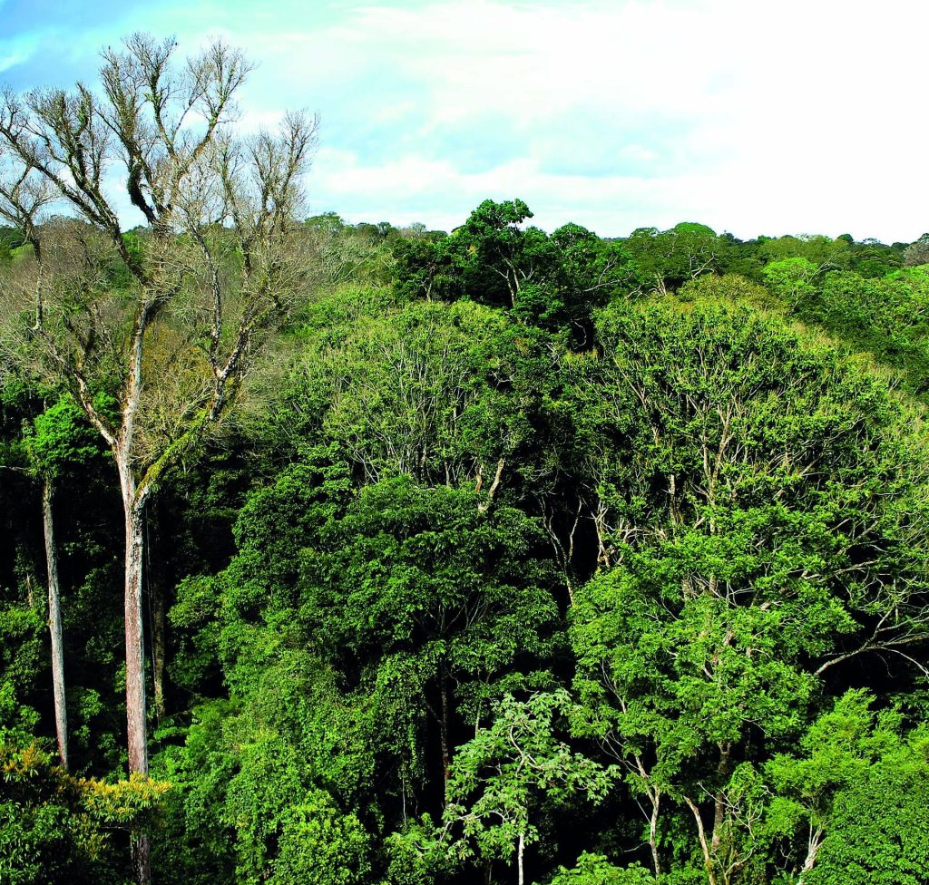How The Rainforests Are Drying Out? – OYLA India